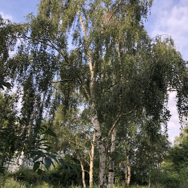 The Silver Birch Tree - Tree Nursery UK
